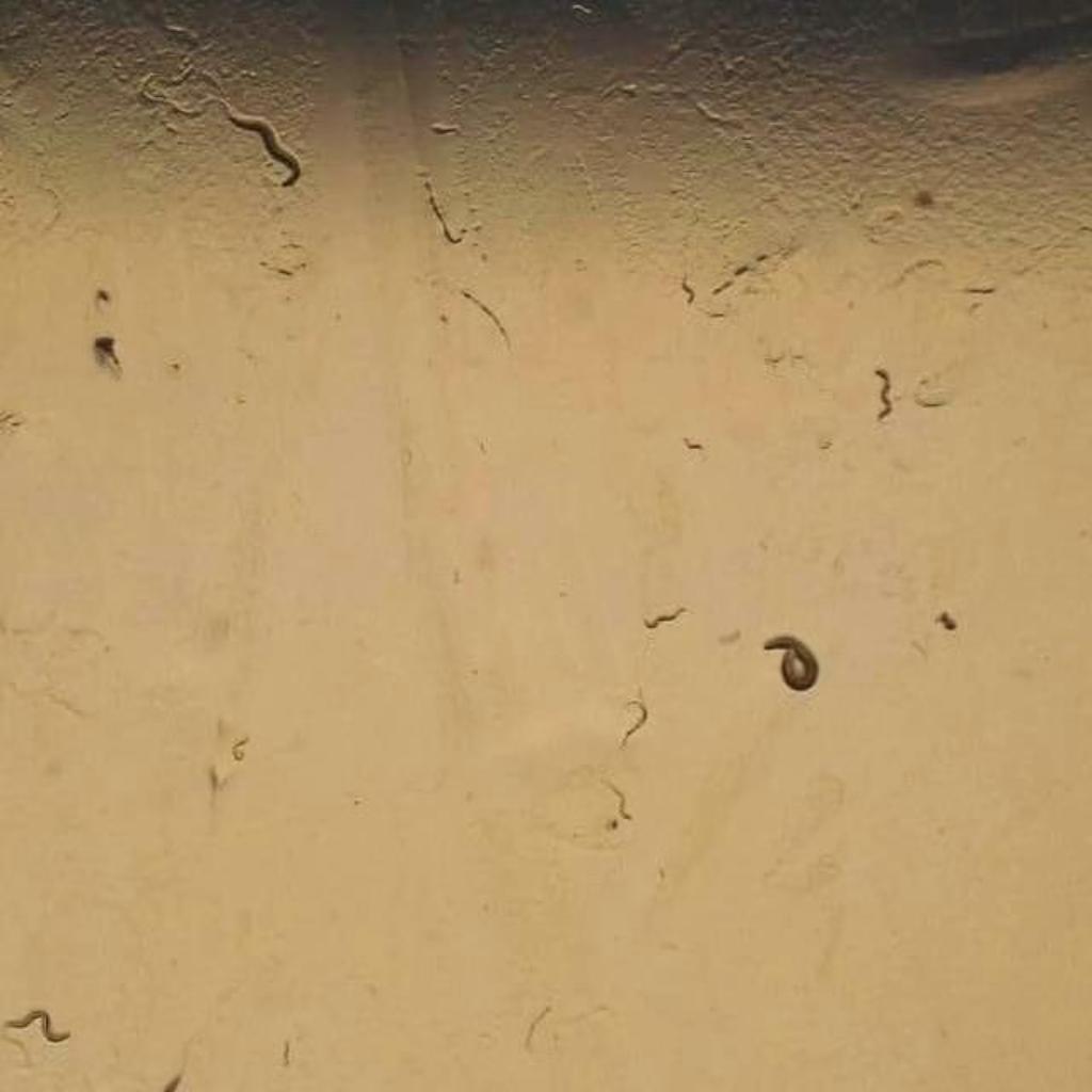 Worm Data Object Detection Dataset by Shoubhik