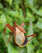 cOREID BUG Object Detection Dataset by Capstone