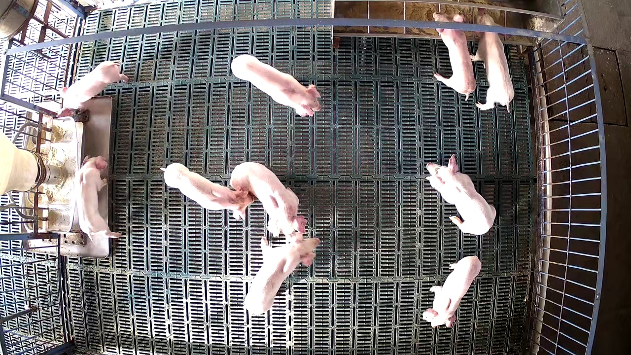 pig Object Detection Model by track pig