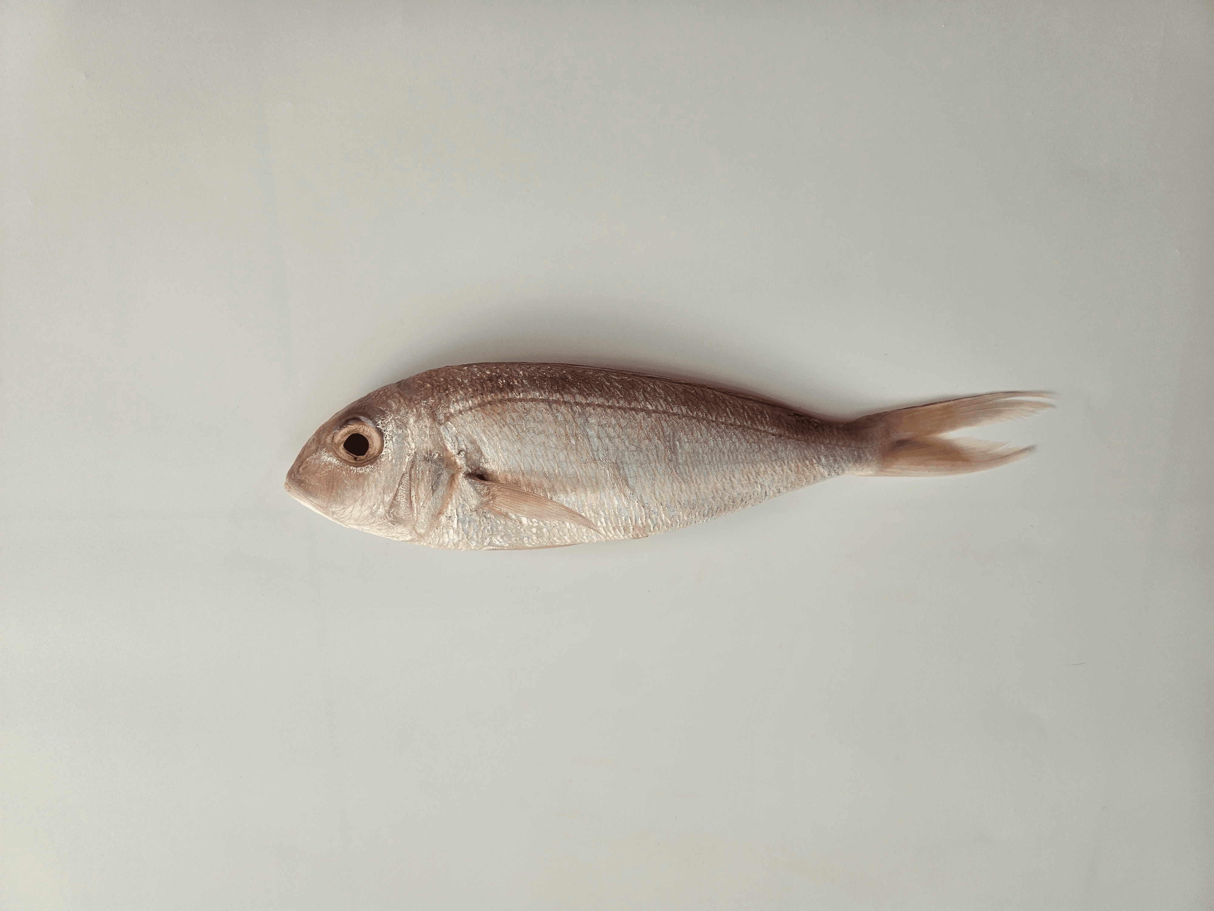 Fish Market Object Detection Dataset by aliff