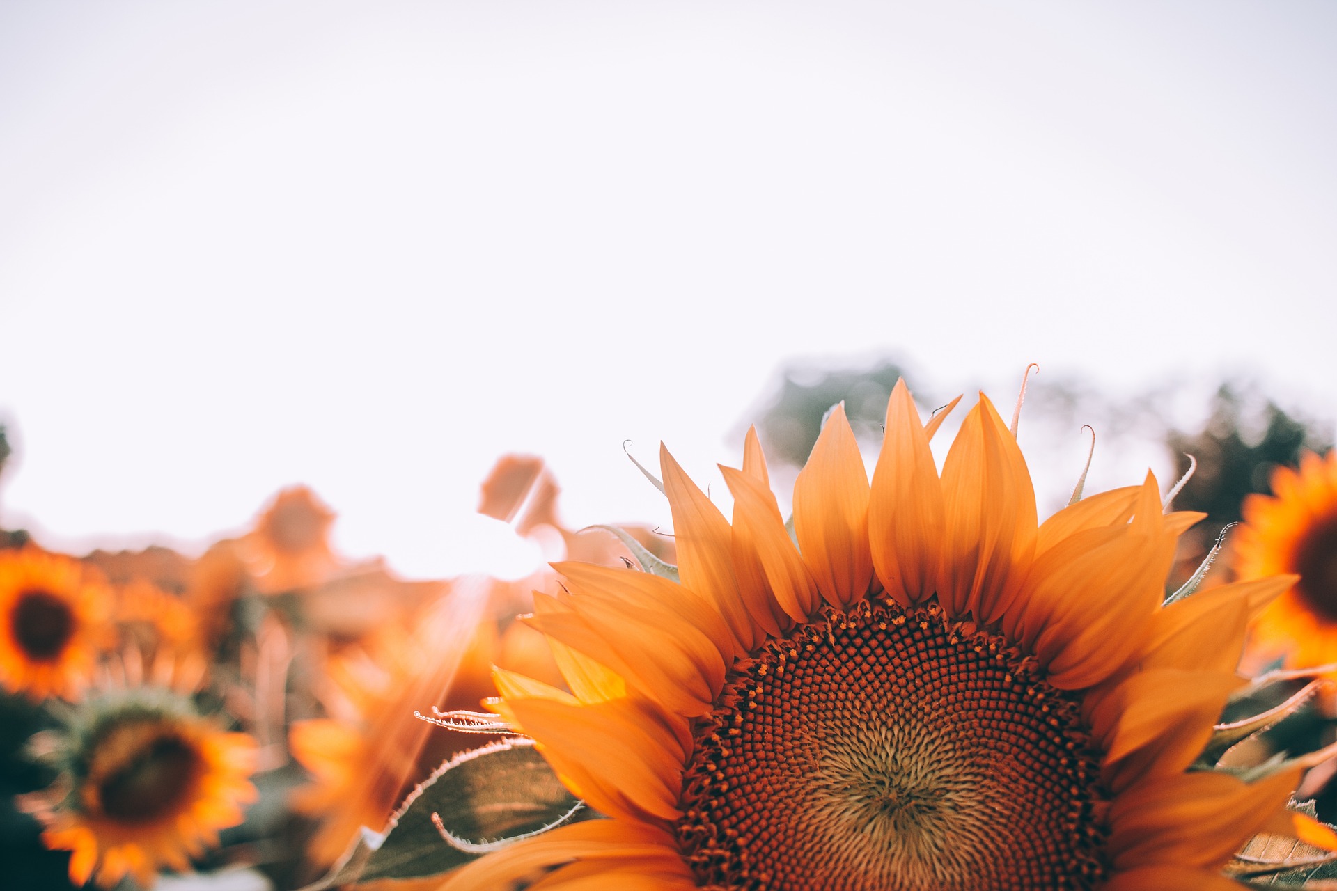 Plantsat Flower Image Detection Object Detection Dataset And Pre