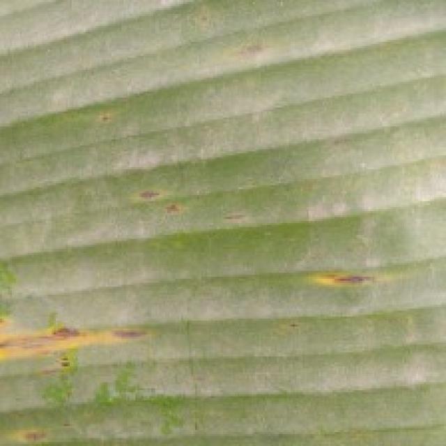 asdas Instance Segmentation Dataset by Trial