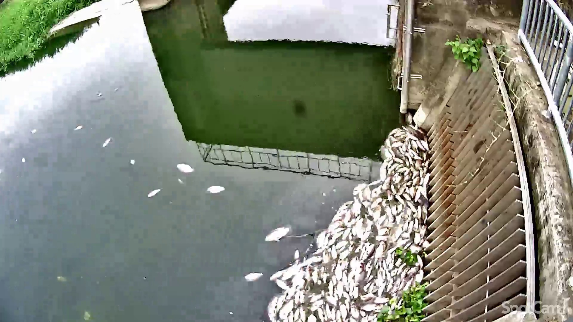 Dead-Fish Object Detection Dataset and Pre-Trained Model by test