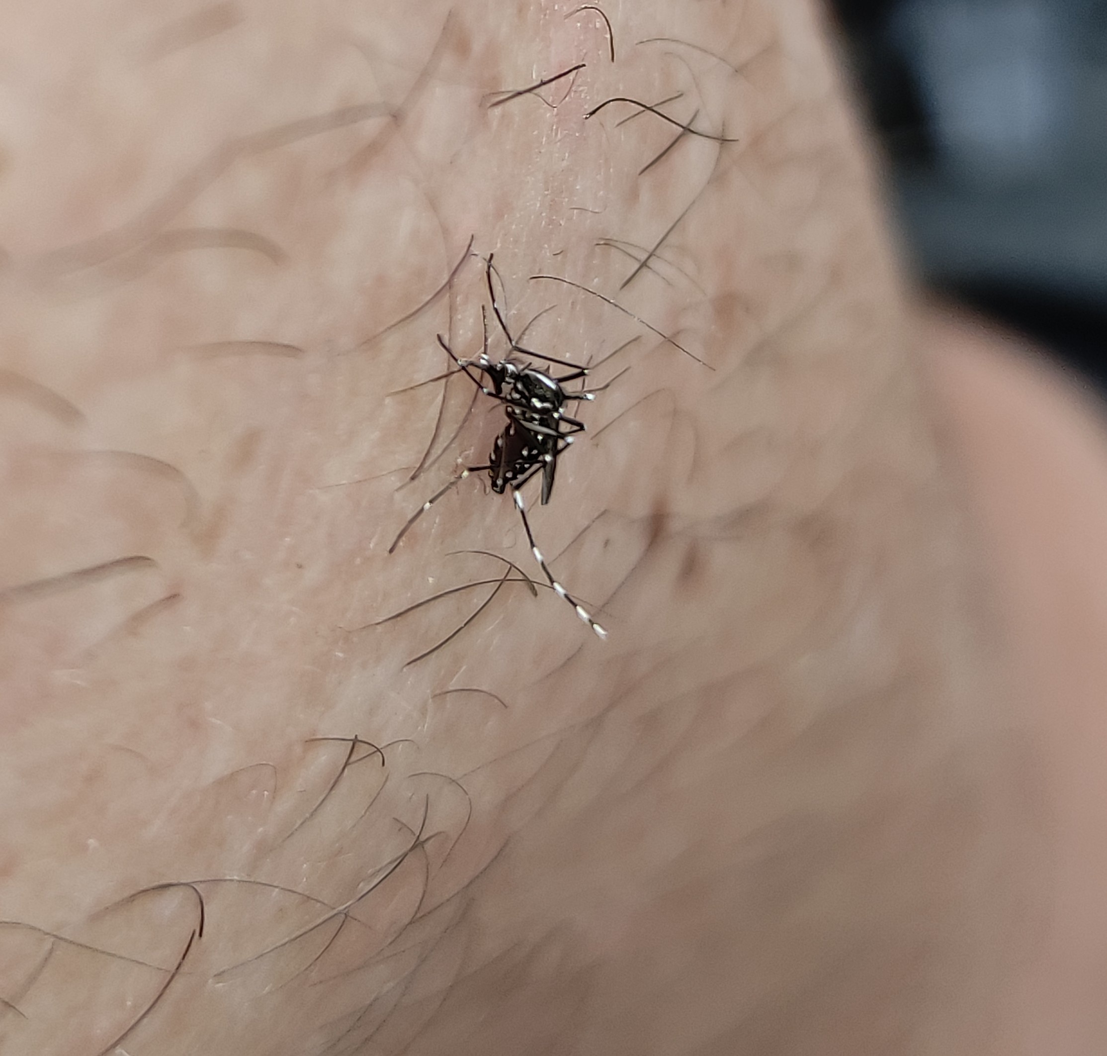 Mosquito Detection Object Detection Dataset And Pre Trained Model By