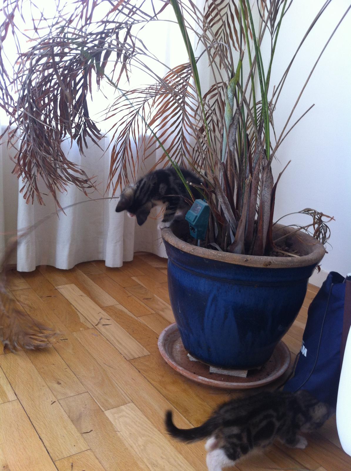 Winnie en Nelson Object Detection Dataset and Pre-Trained Model by Winnies Workspace