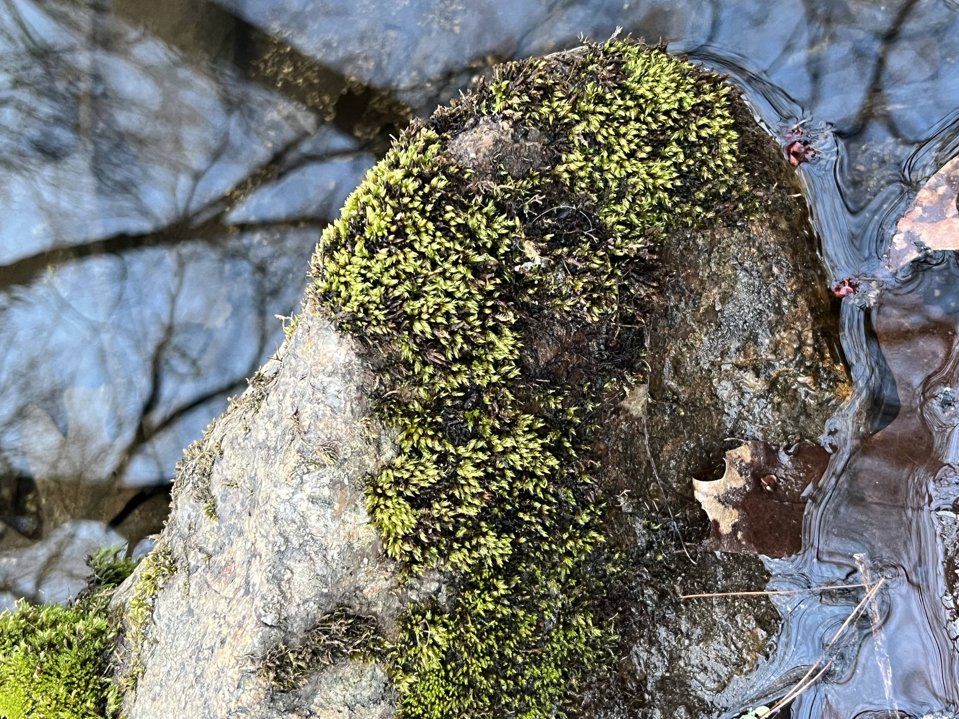 Grass/Moss Detector Object Detection Model by Machine Learning Spring 2023