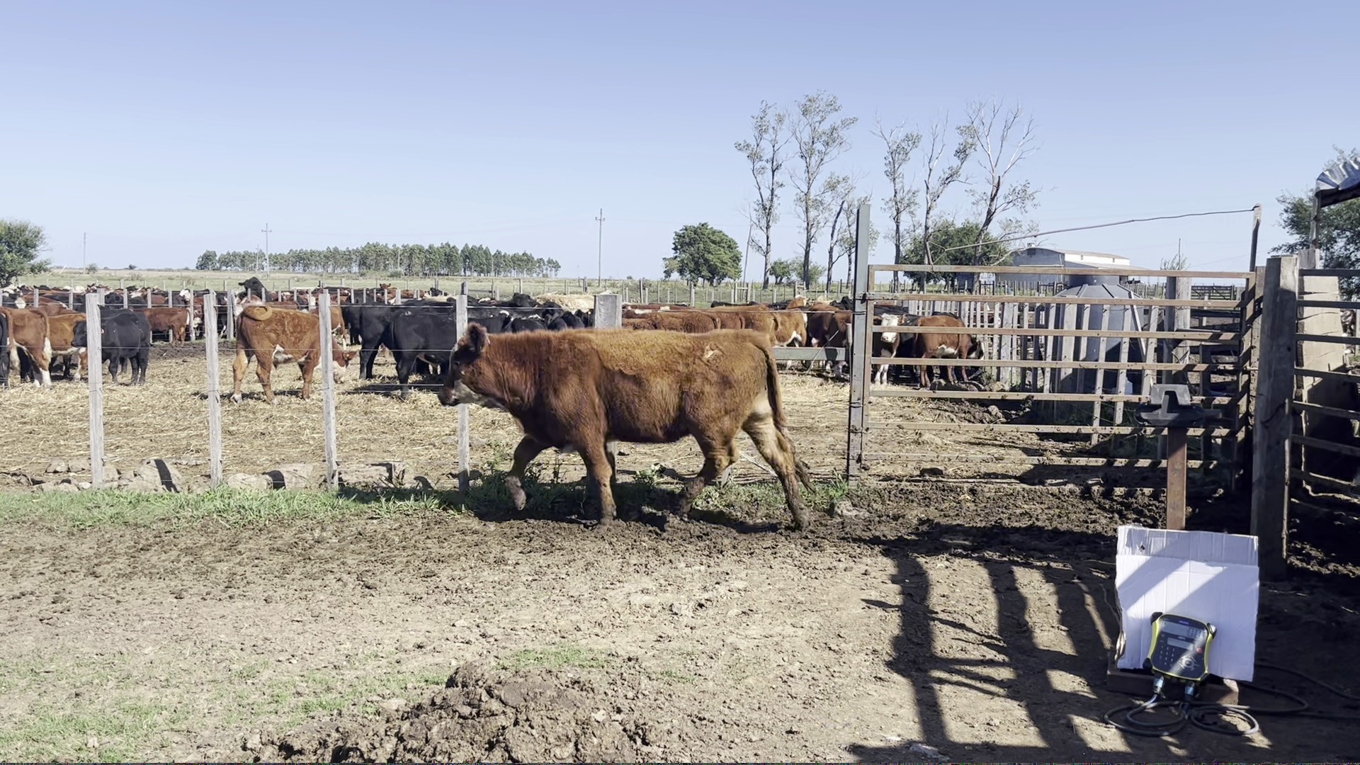 checheche Keypoint Detection Dataset by Phm Vn Thng