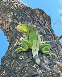 HW2 Object Detection Object Detection Dataset and Pre-Trained Model by project-jtuza