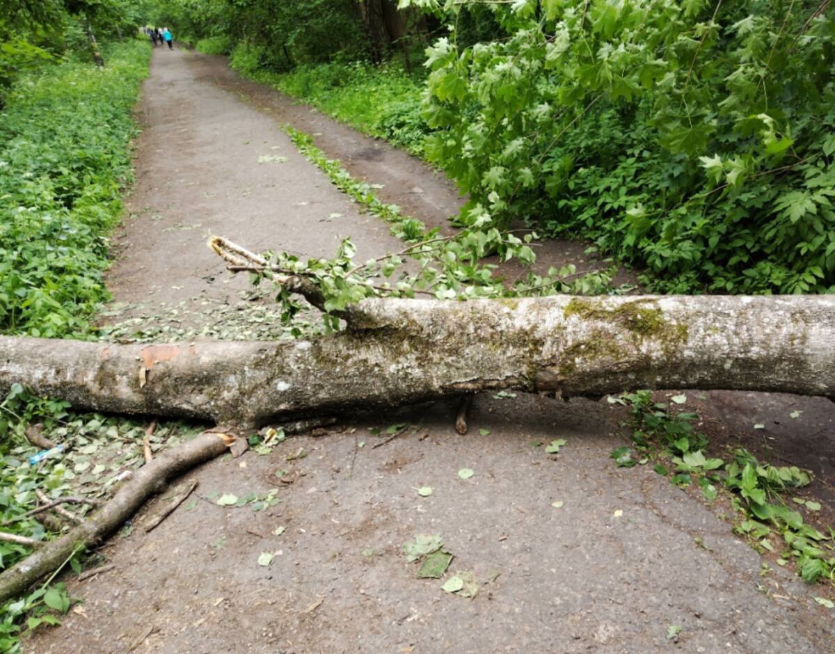 Dataset Customer Object Detection Dataset By Forestrestorativerobotics