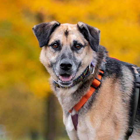 Dog Breeds Object Detection Dataset by Work