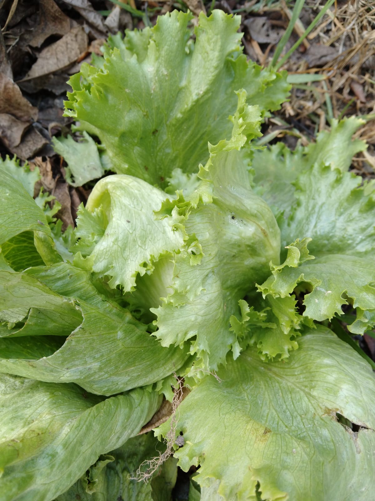 Lechuga enferma Object Detection Dataset by Deteccion de plagas