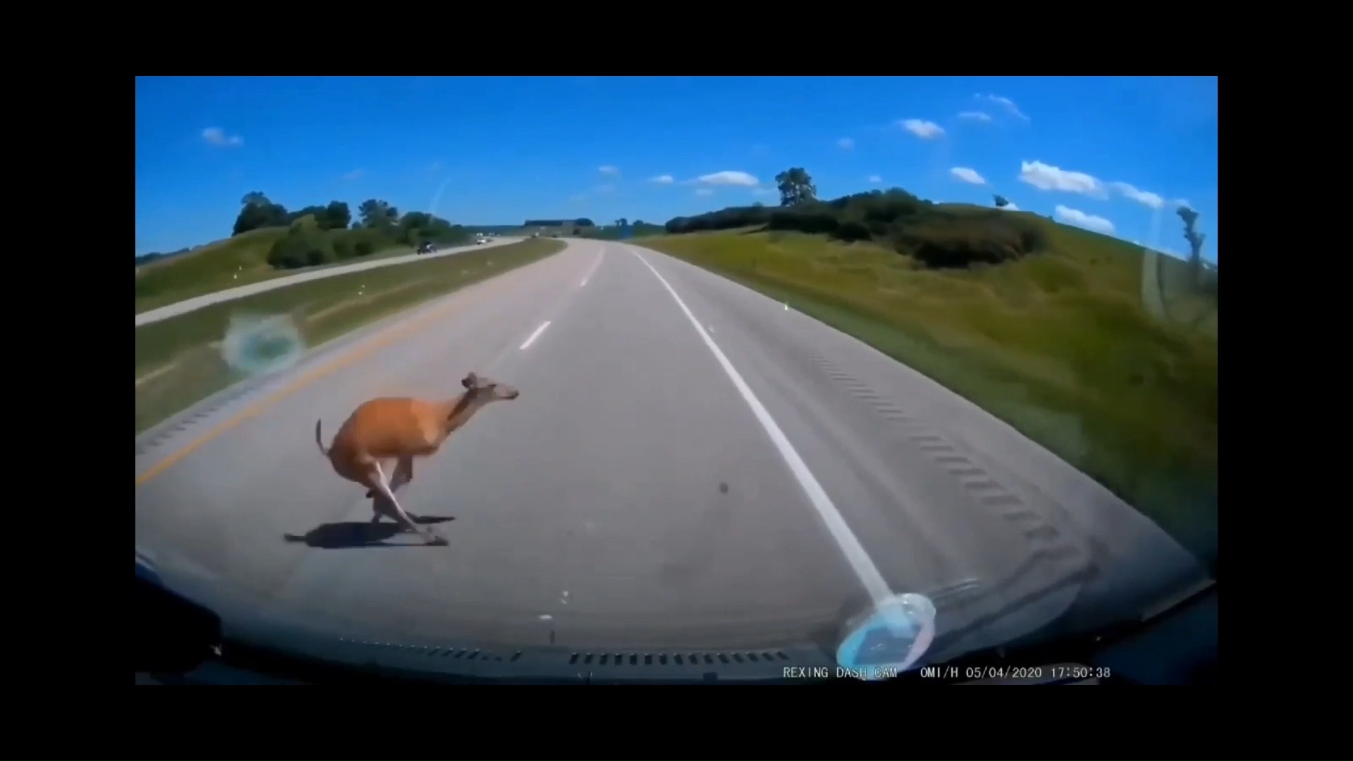 roadkill Object Detection Model by kookmin university