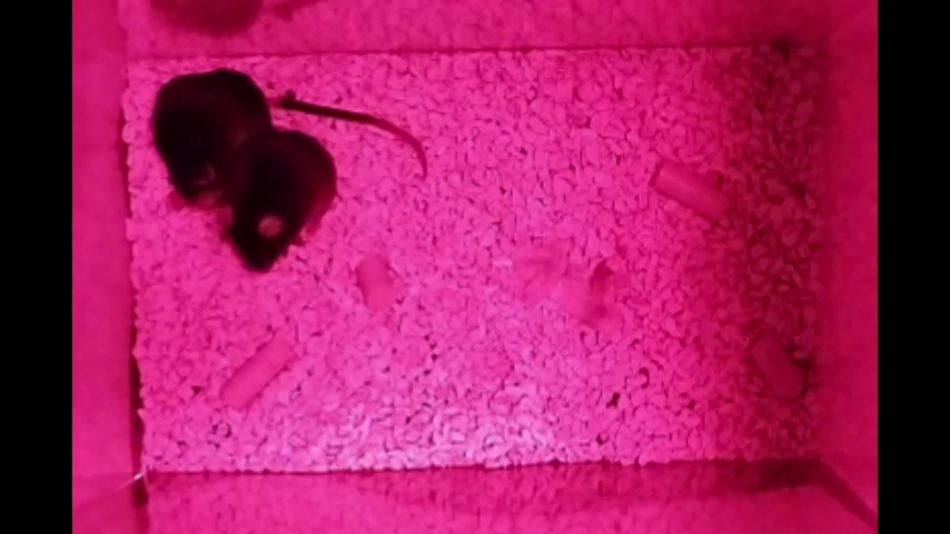 LJJ_project Instance Segmentation Dataset by Two mice