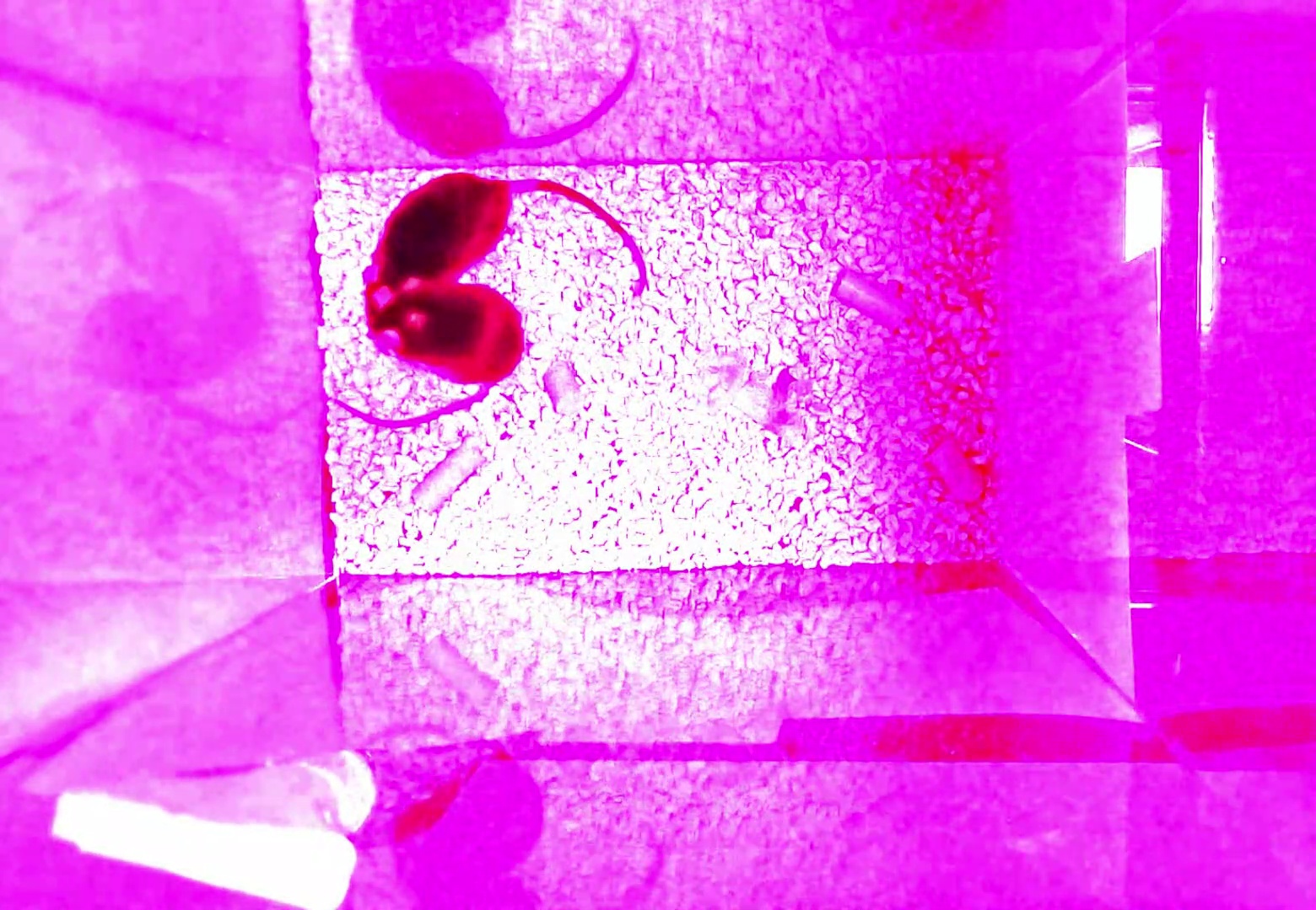 20240720test Instance Segmentation Dataset By Two Mice