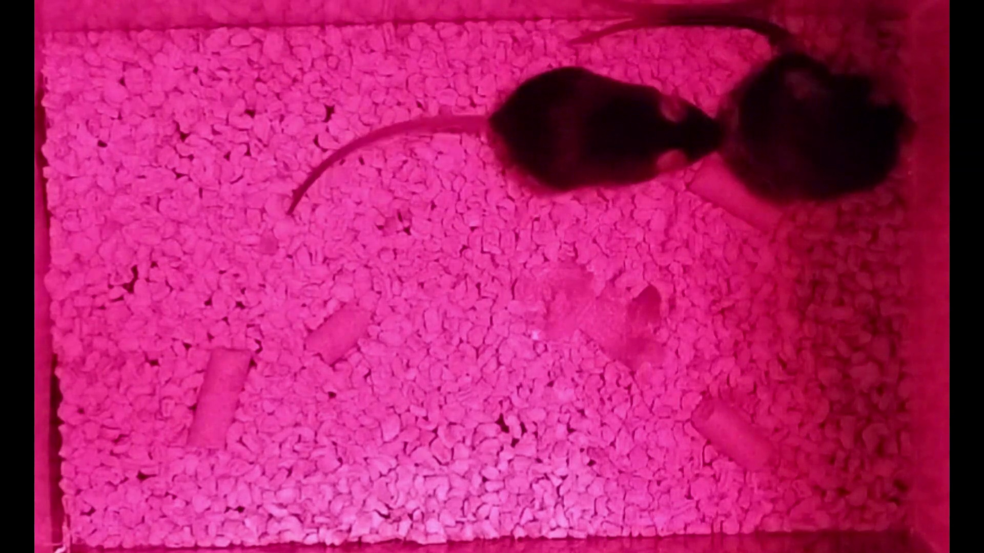 F_training Instance Segmentation Dataset by Two mice