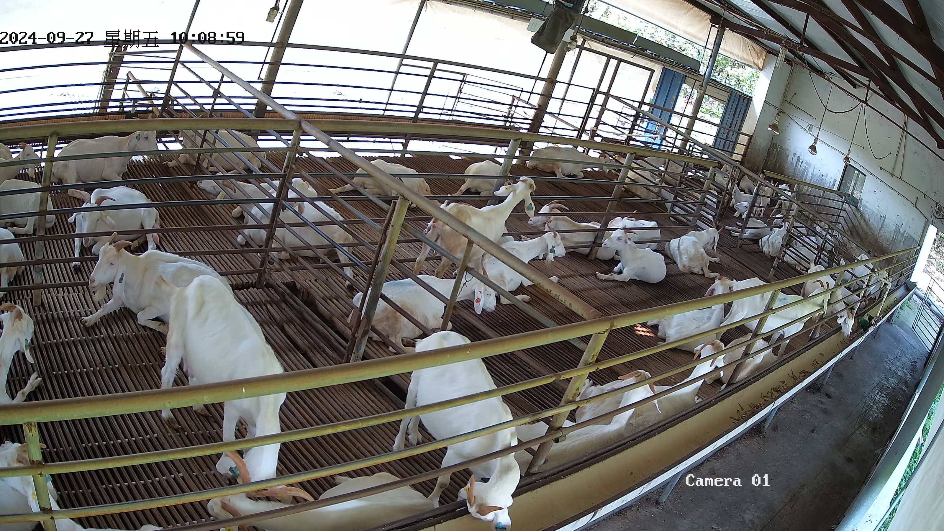 SHEEP Instance Segmentation Dataset by biaozhu