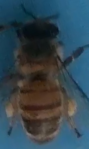 How to Use the bee hive monitor Object Detection API