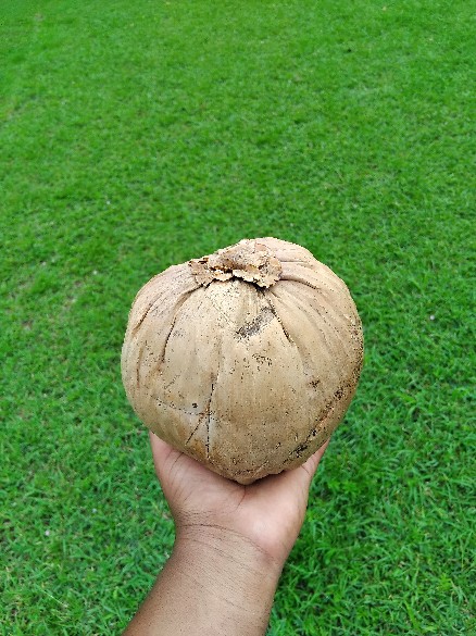 Coconut Detector Object Detection Model by Kevonteh Brown