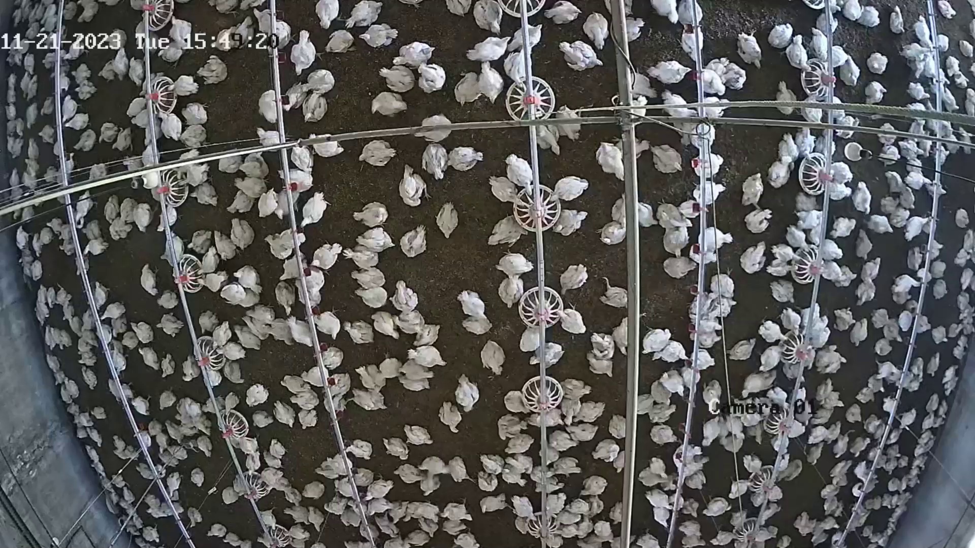 Hen Object Detection Dataset By Morgdari