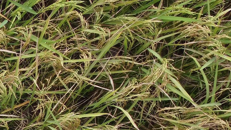 Rice_panicle Object Detection Model by ricepanicle