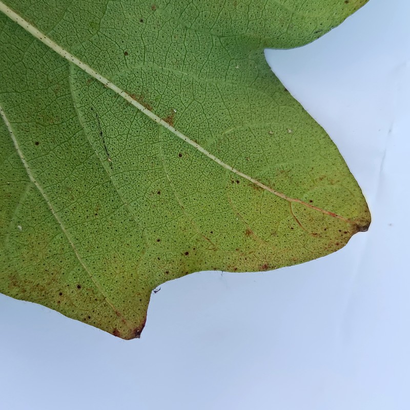 Bacterial Blight Object Detection Dataset by COTTON PLANT