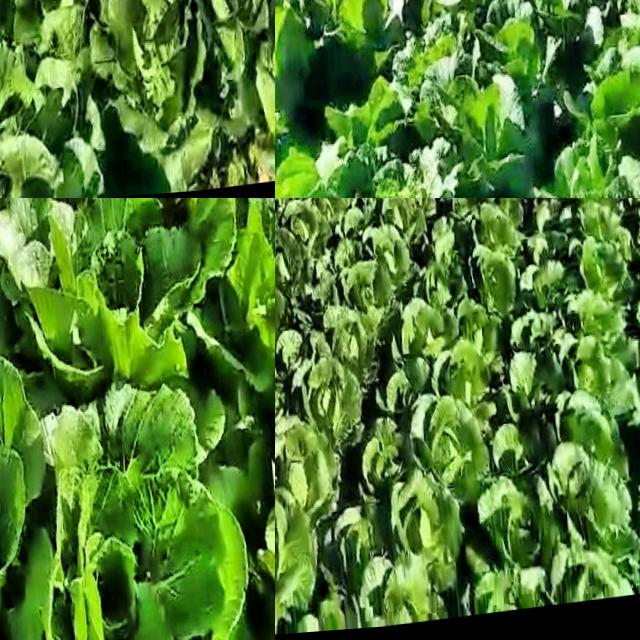 Cabbage_Counting Object Detection Dataset and Pre-Trained Model by Tony Lau