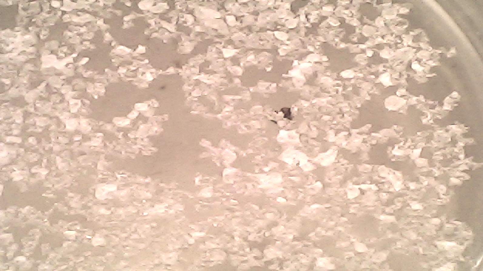 Microplastics detection2 Object Detection Dataset by ATU Sligo