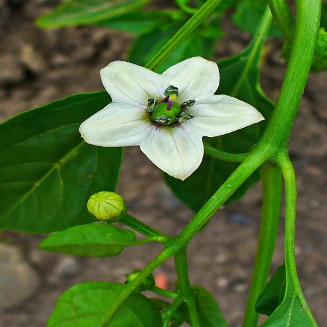 capsicum-flowers Instance Segmentation Dataset by Tutorial