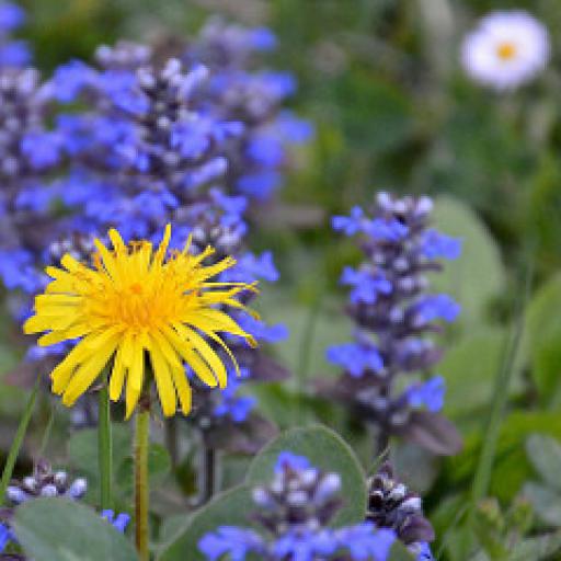 Flowers_Classification Classification Model by Alexander Mamaev