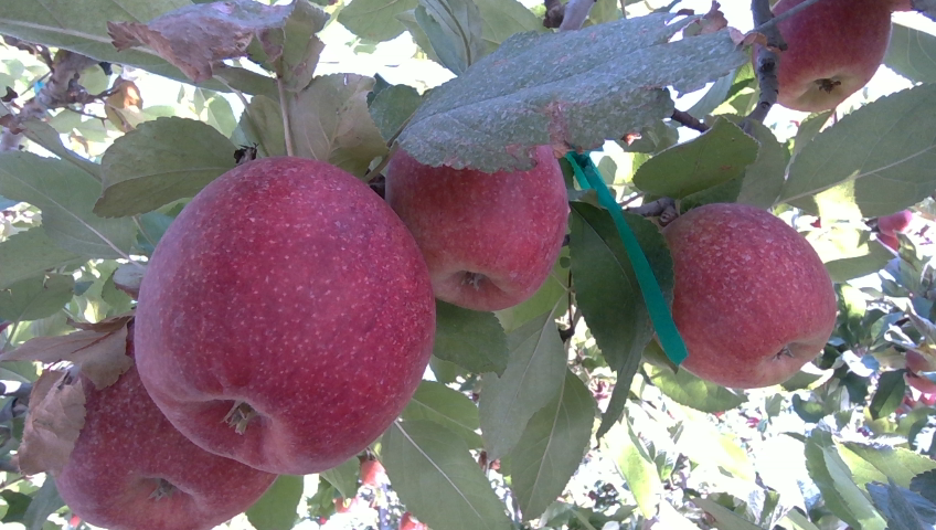 SunnyMidday_close Object Detection Dataset and Pre-Trained Model by 2023 Apples