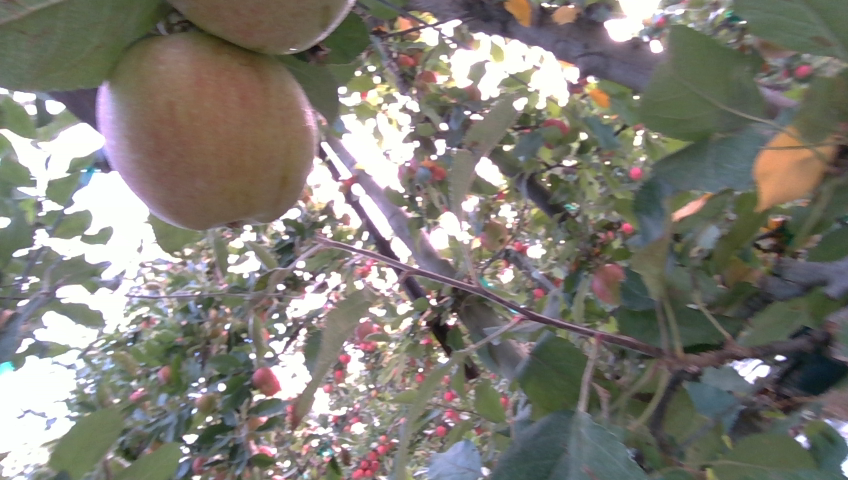 Combined_apples Object Detection Dataset by 2023 Apples