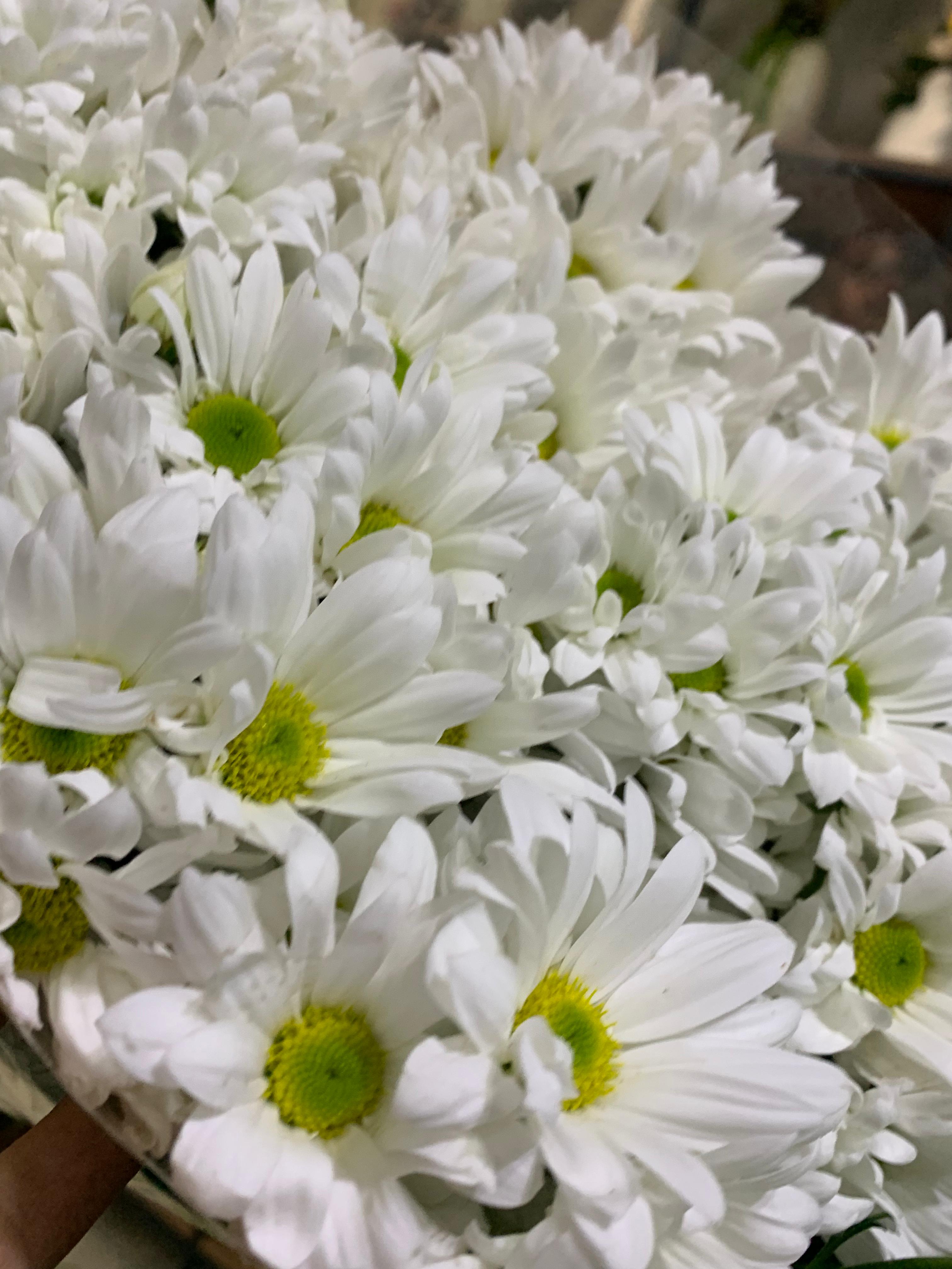 Bitkituru Object Detection Dataset By Yolov8 Bitki Tr Set