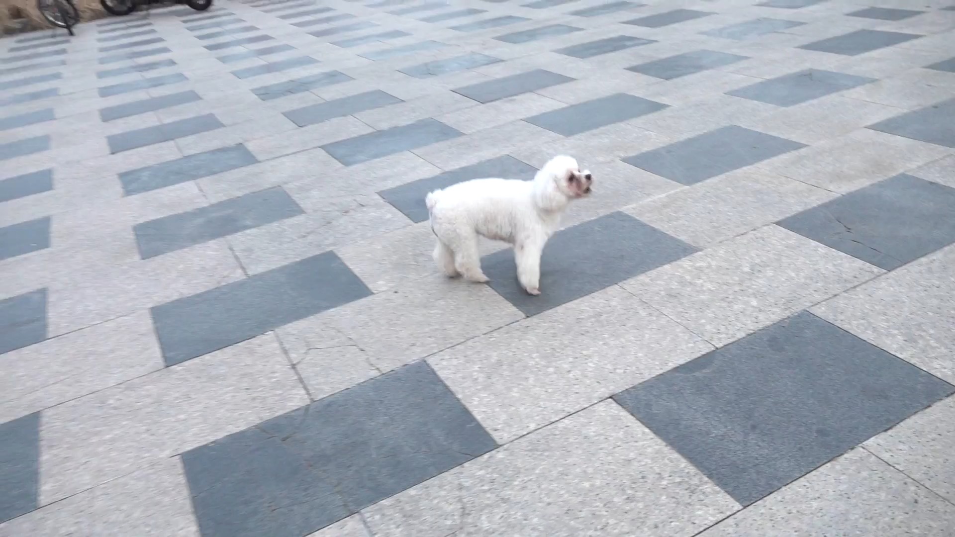 WB dog Model by Jaturong Jaitrong