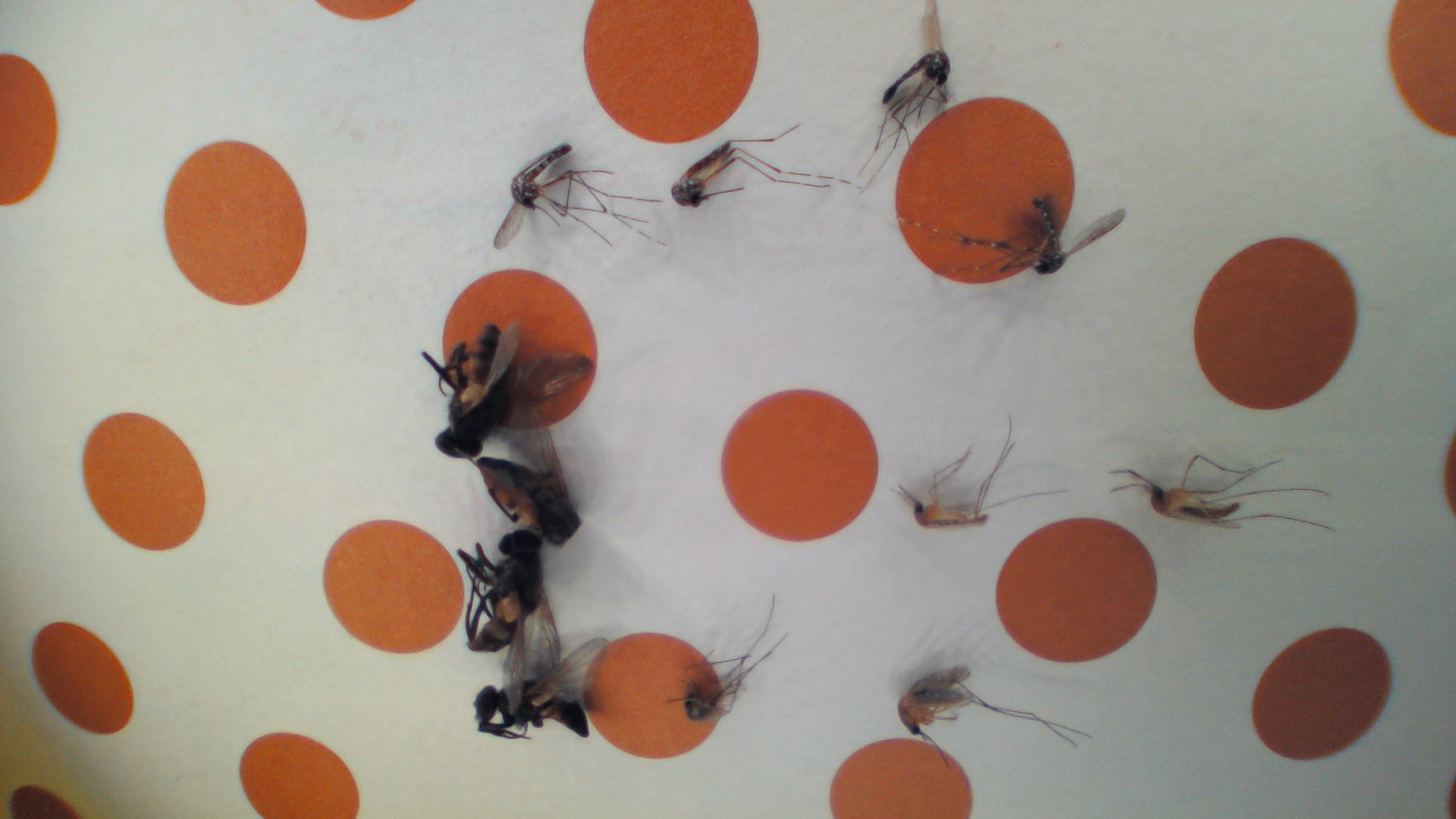 mosquito Object Detection Dataset by Edson