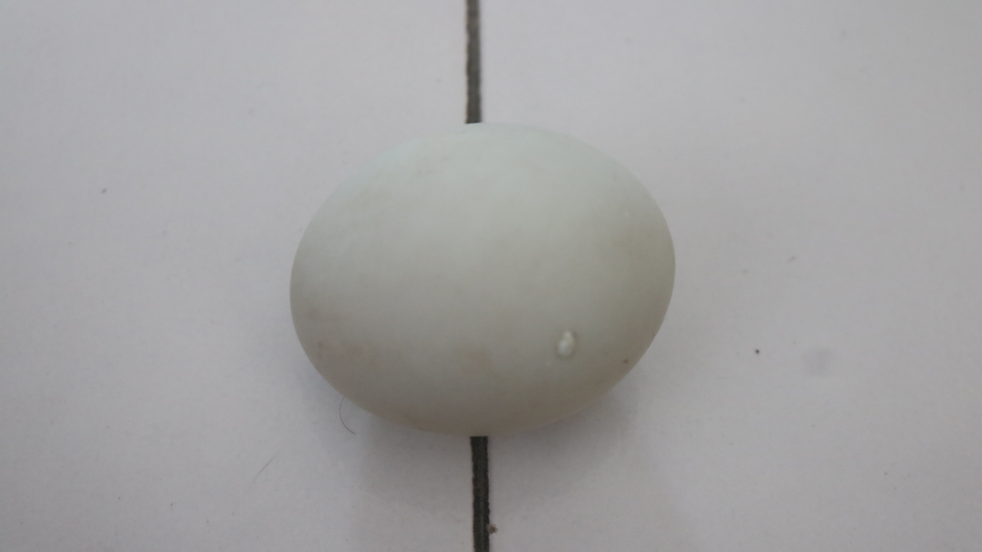 Egg Detection Object Detection Dataset And Pre Trained Model By Bebek