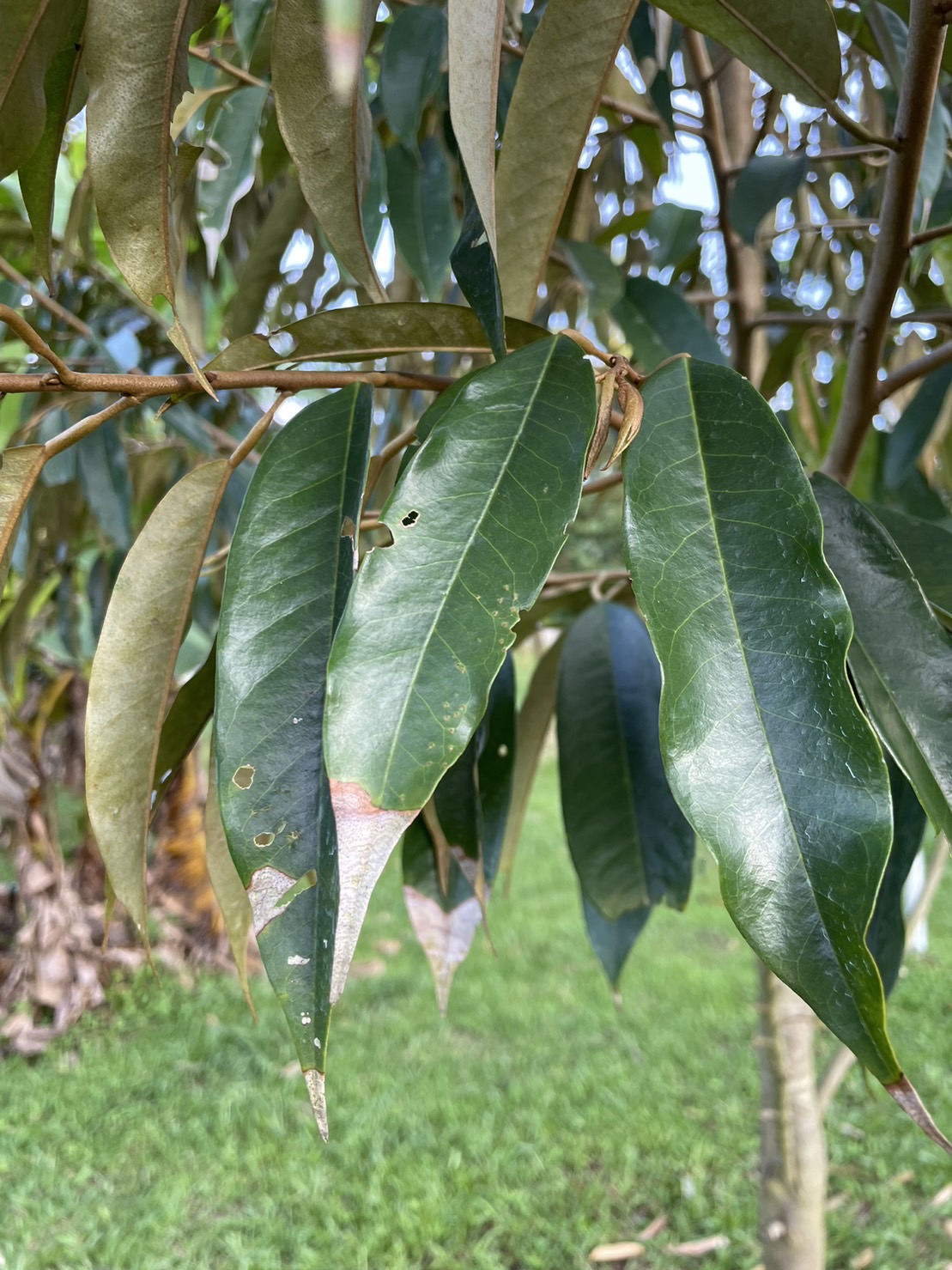 Durian Leaf Disease Object Detection Dataset And Pre Trained Model By