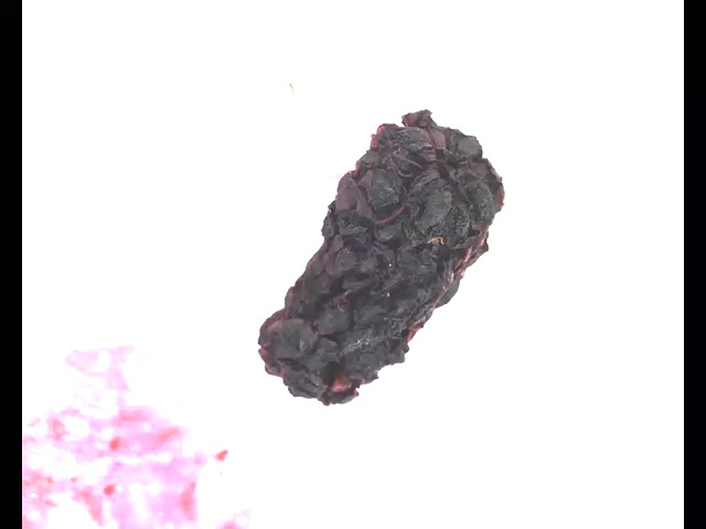 Blackberry Ripeness Levels Object Detection Model By Workiee