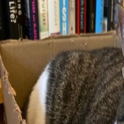 CPE VISION ROB Classification Model by Pouet Pouet