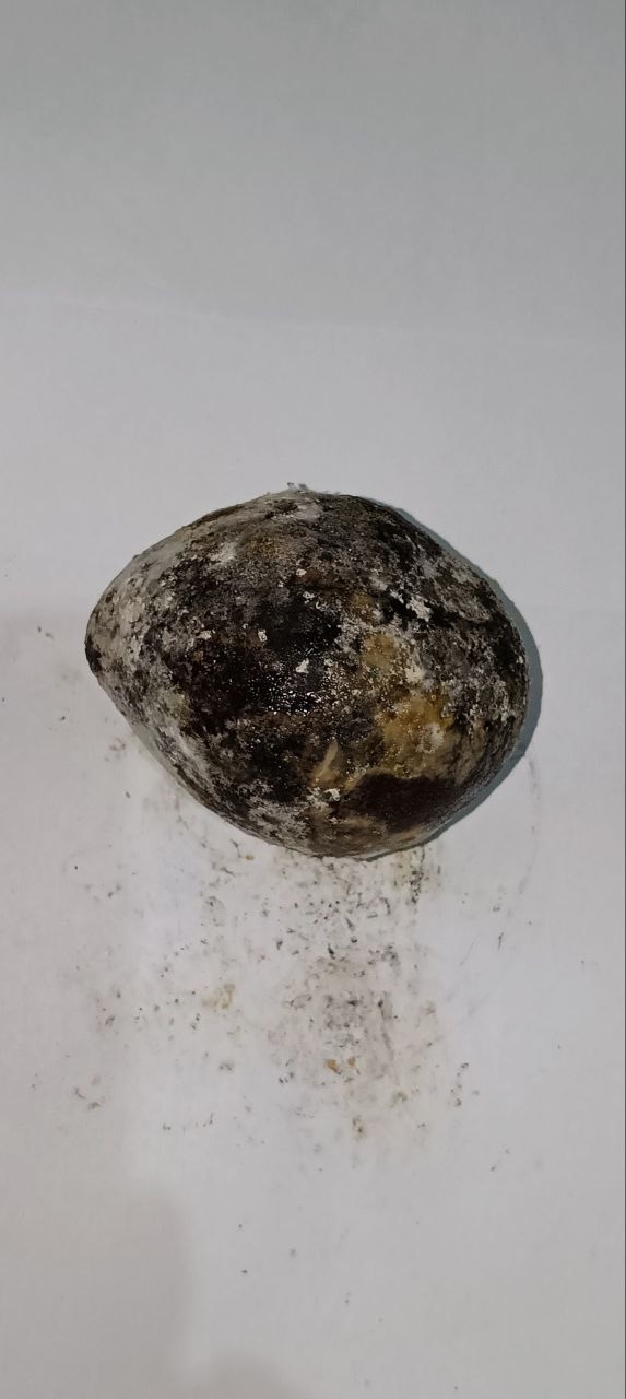 Mendeteksi Alpukat Object Detection Dataset by yo man