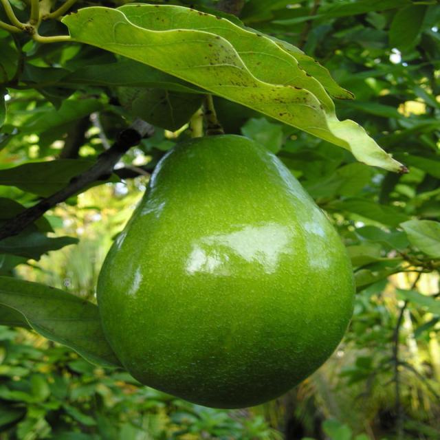 Avocado Detect Object Detection Dataset And Pre Trained Model By Yo Man