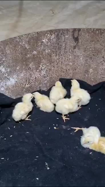 Chick Detection Object Detection Dataset And Pre Trained Model By Chicken Sorting