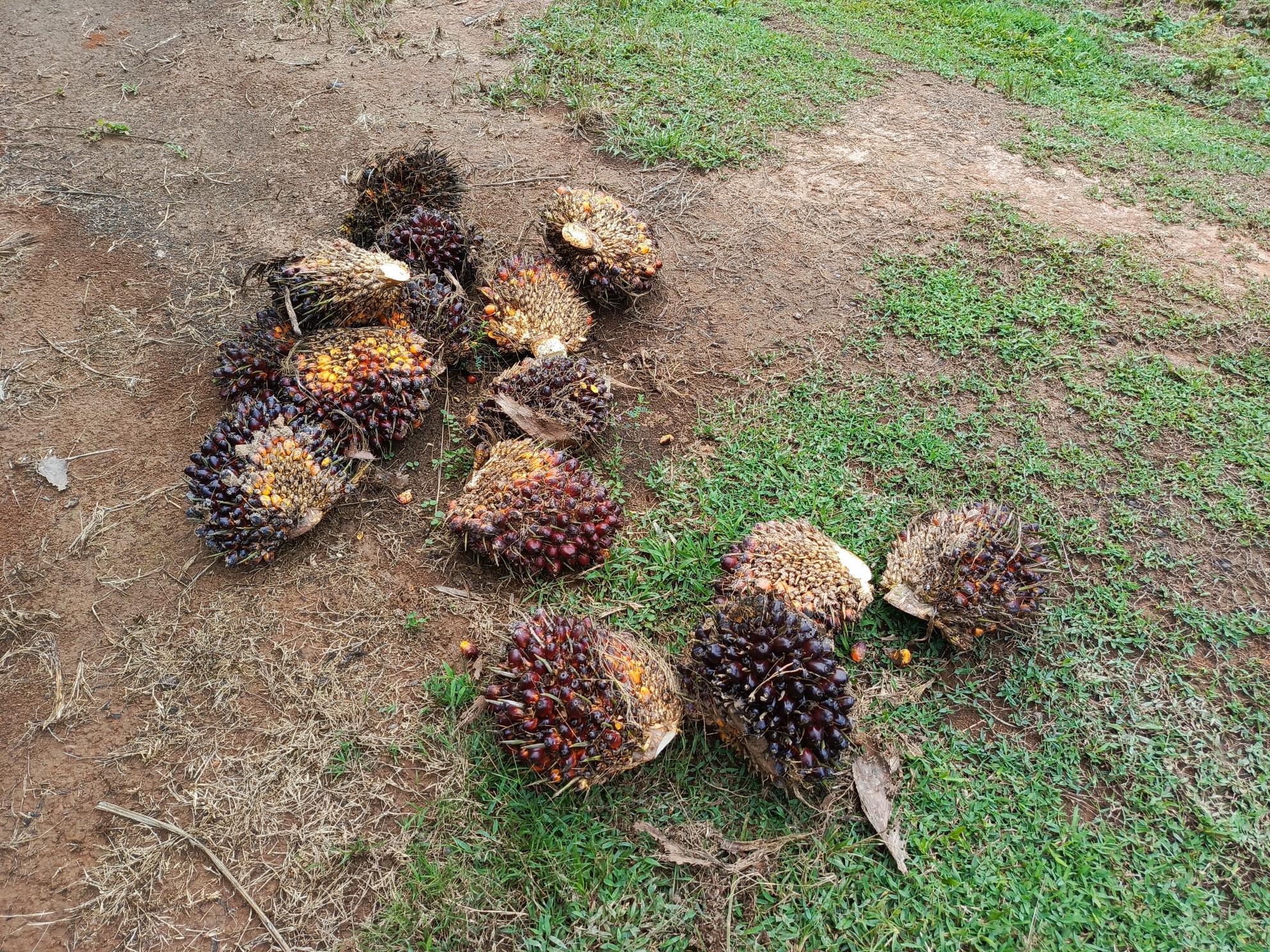 FYP v1 Object Detection Dataset by APU