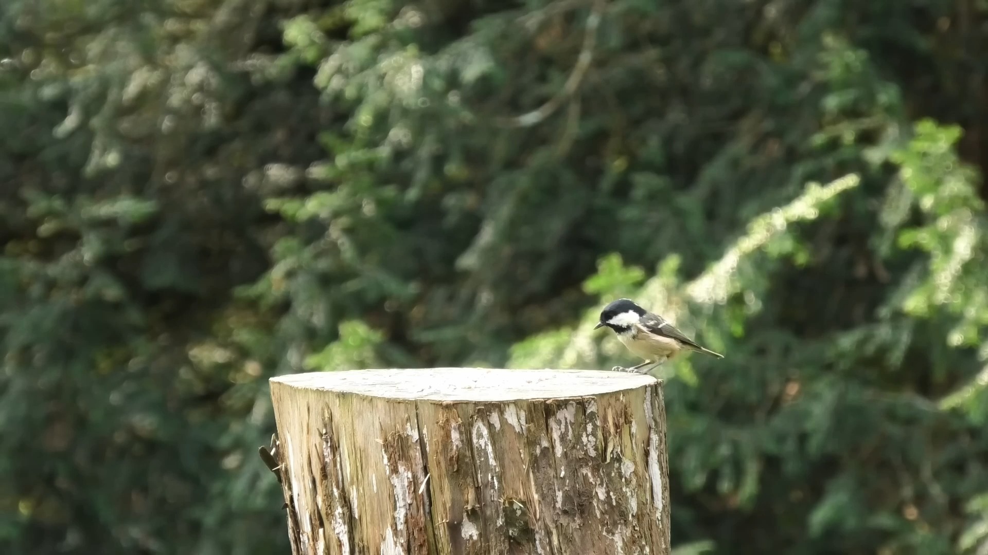 Cat Tv Birds Detection Object Detection Dataset By Paradice