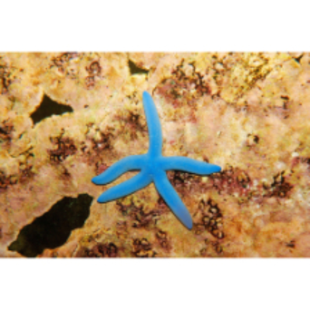 auto-generated-dataset-7 Instance Segmentation Model by t