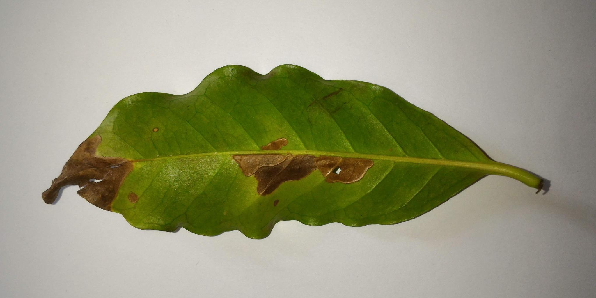 How to Use the Hojas de cafe enfermedades obje Object Detection API