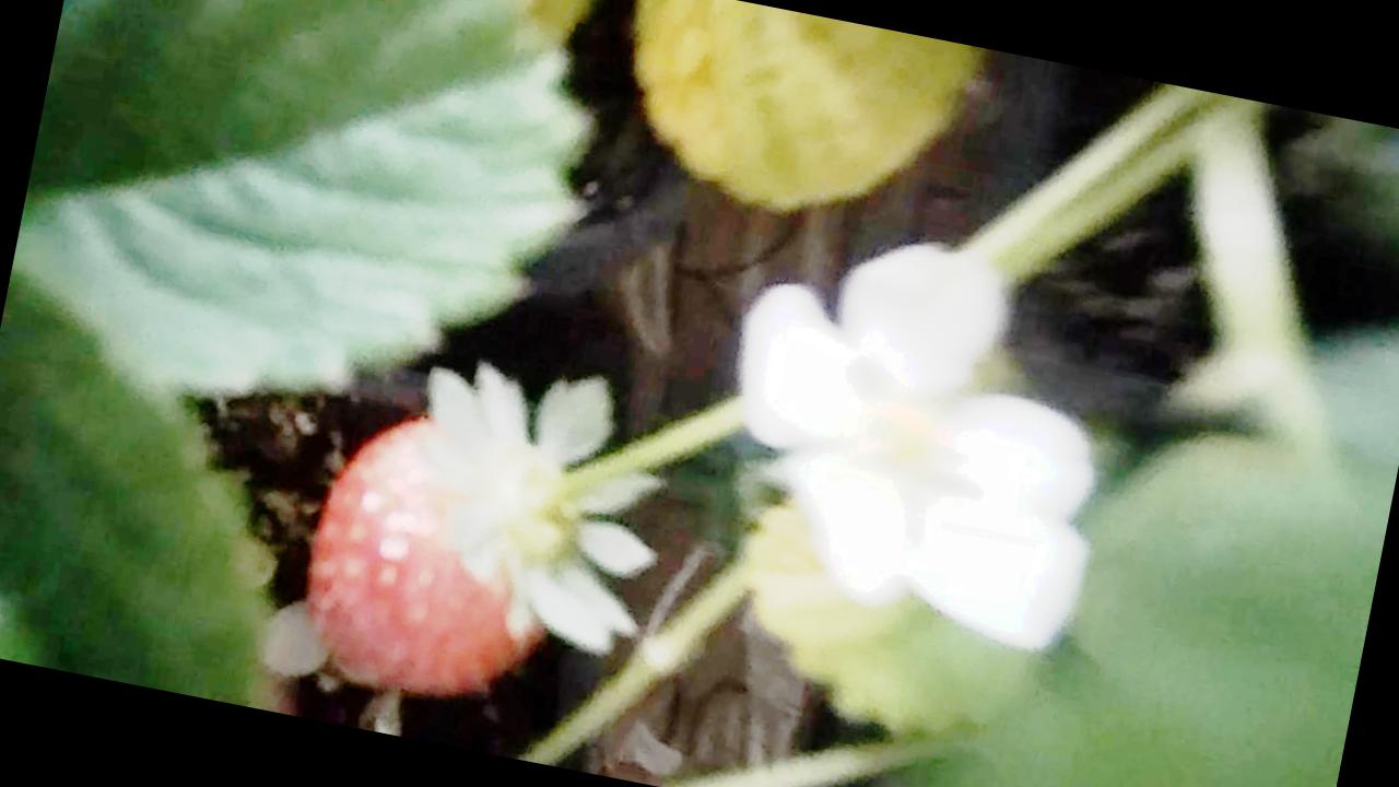 strawberry Object Detection Dataset by koreatech