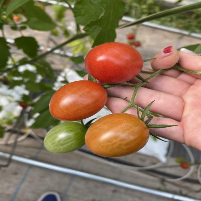 Tomato Detection2 Object Detection Dataset By Koreatech