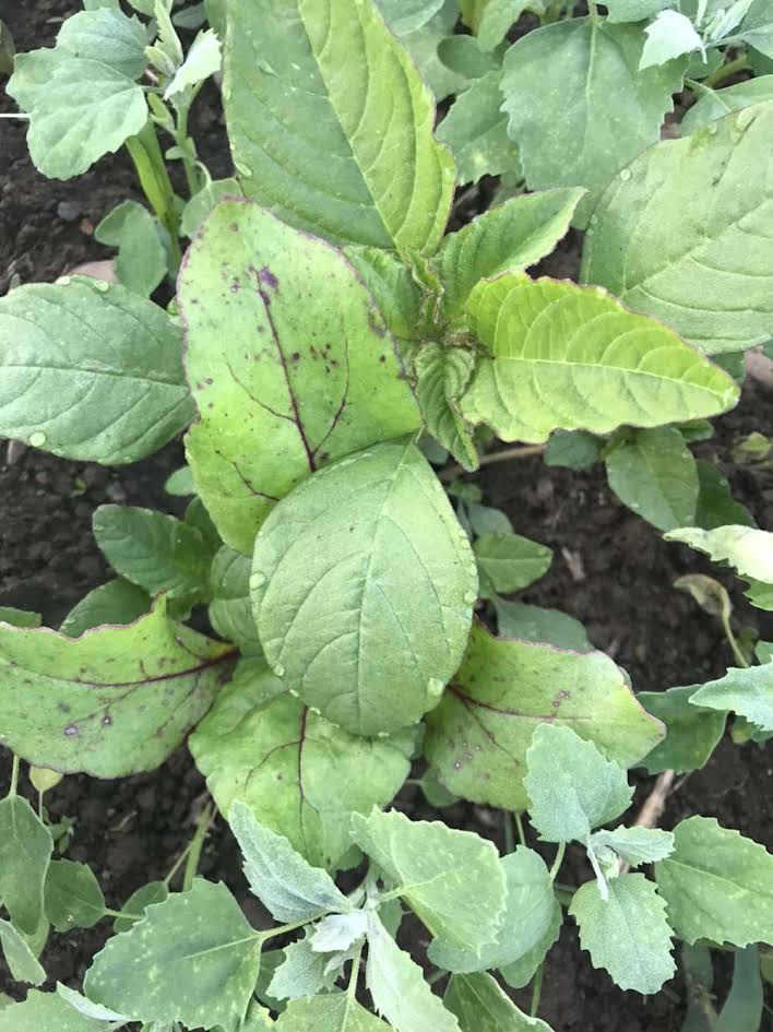 How to Use the Weeds vs Crops Object Detection API