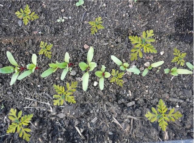 Weeds vs Crops Object Detection Dataset and Pre-Trained Model by Weed vs Crop