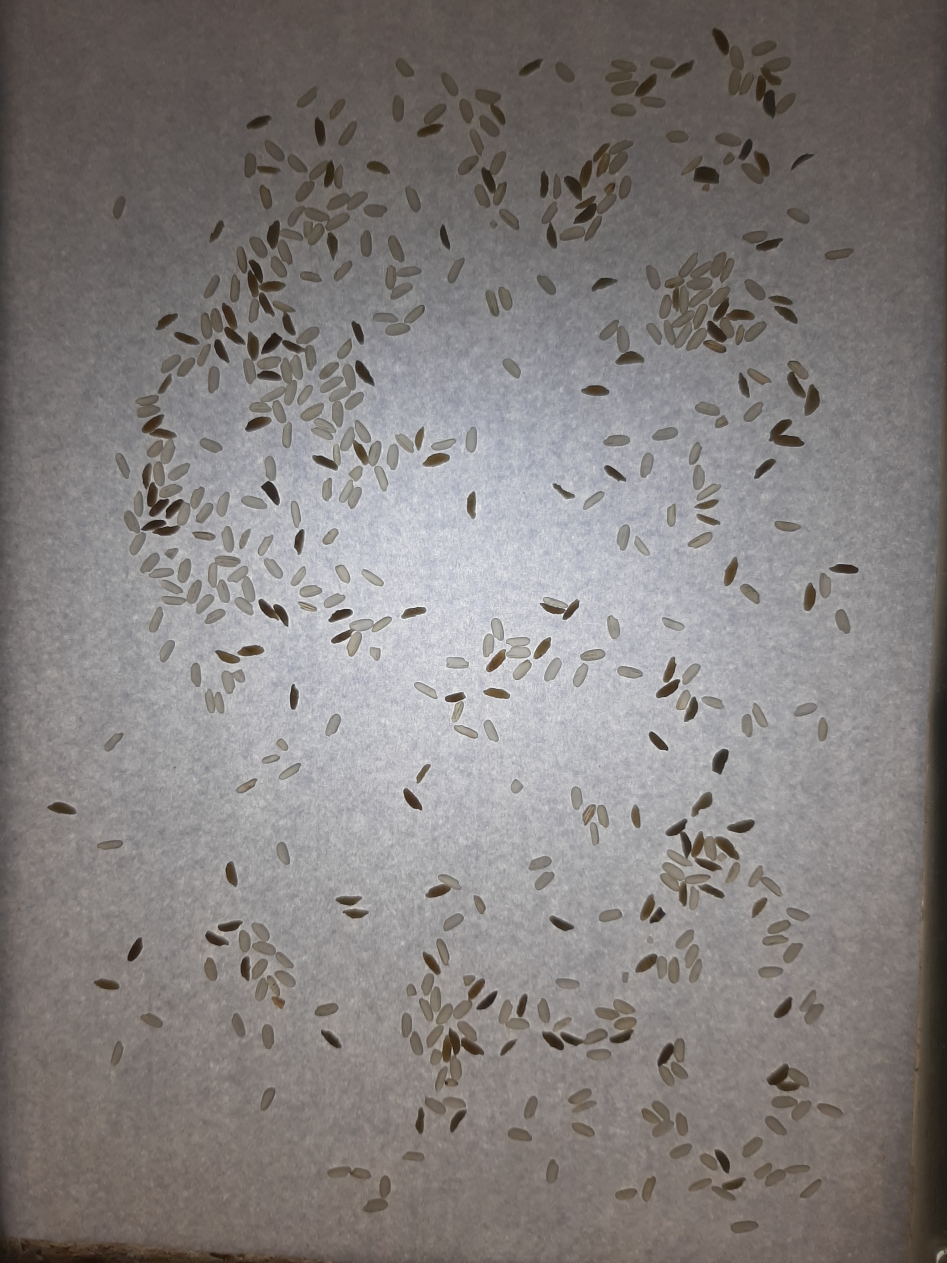 Rice_kernel_pallb Object Detection Dataset by pallabswt